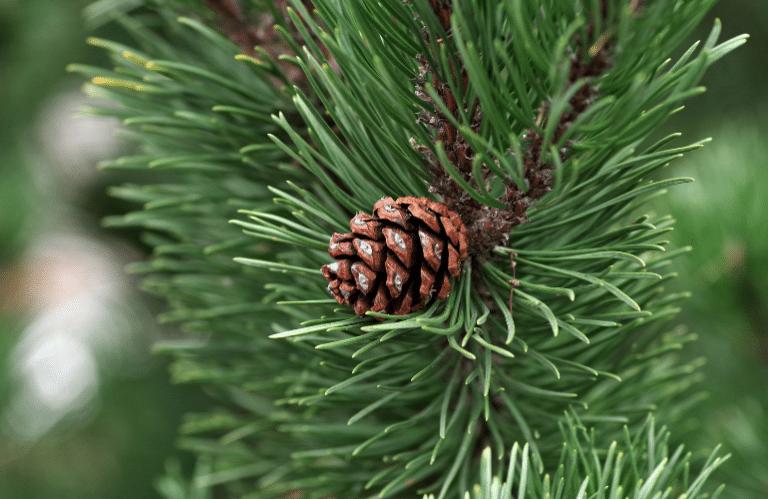 Harnessing the Power of Pine Needle Essential Oil - Freshskin Beauty